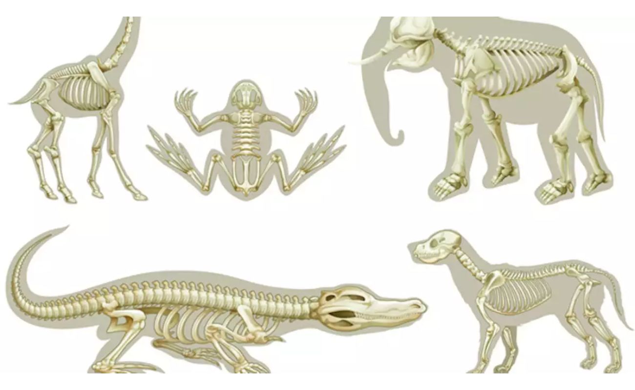 Vertebrados - animal vertebrado