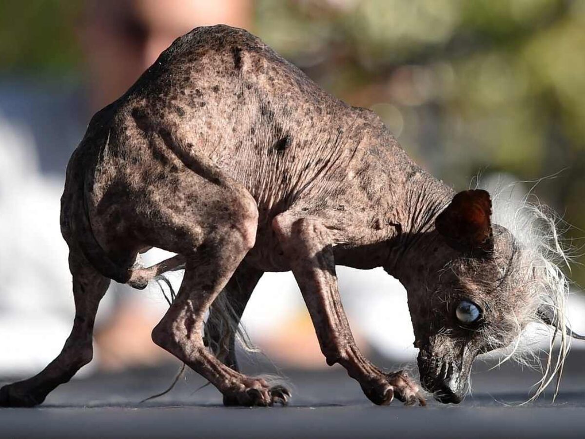 Os Dez Animais Mais Feios Do Mundo Os 5 Animais Mais Feios Do Mundo